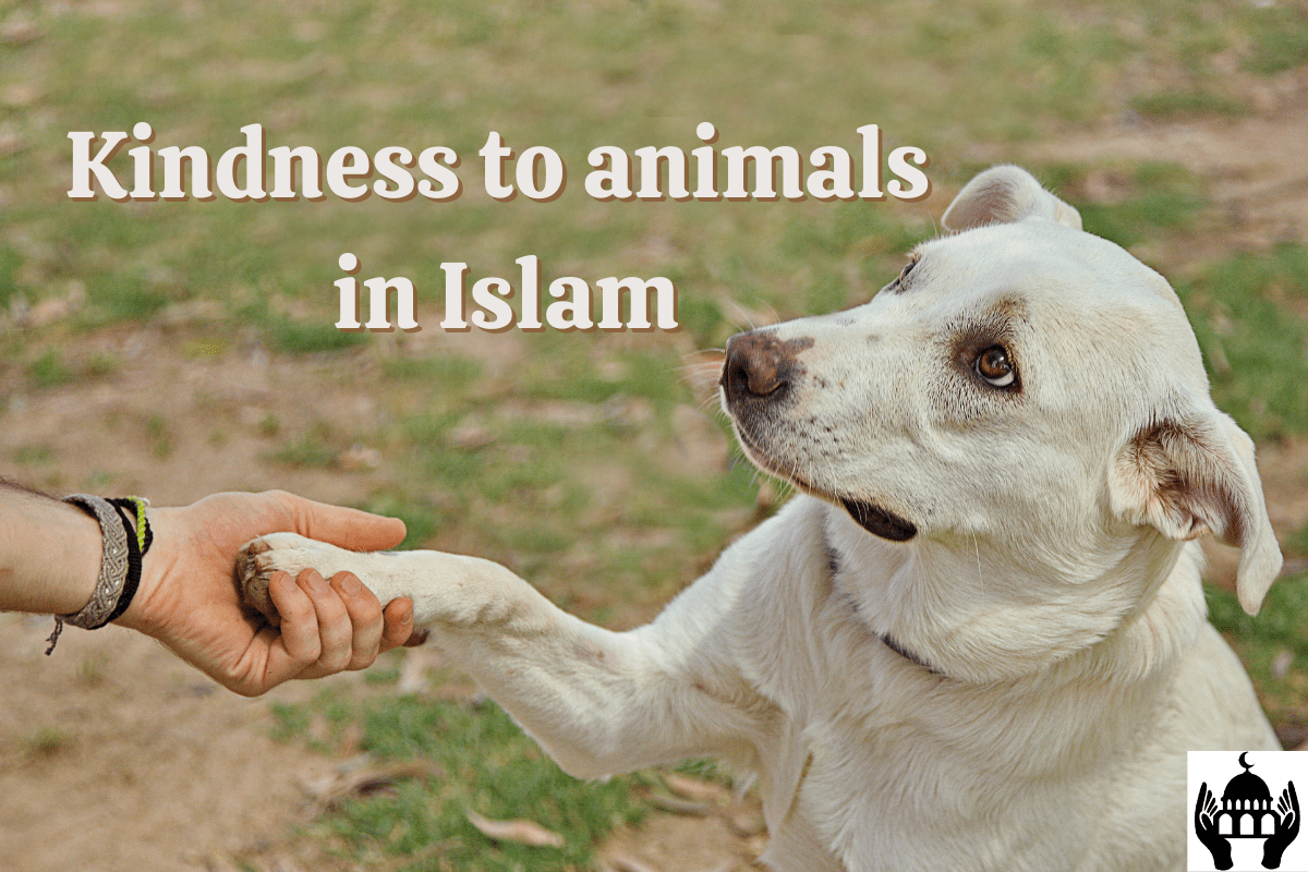 Kindness to Animals in Islam - Islam - Religion, Beliefs, Practices ...